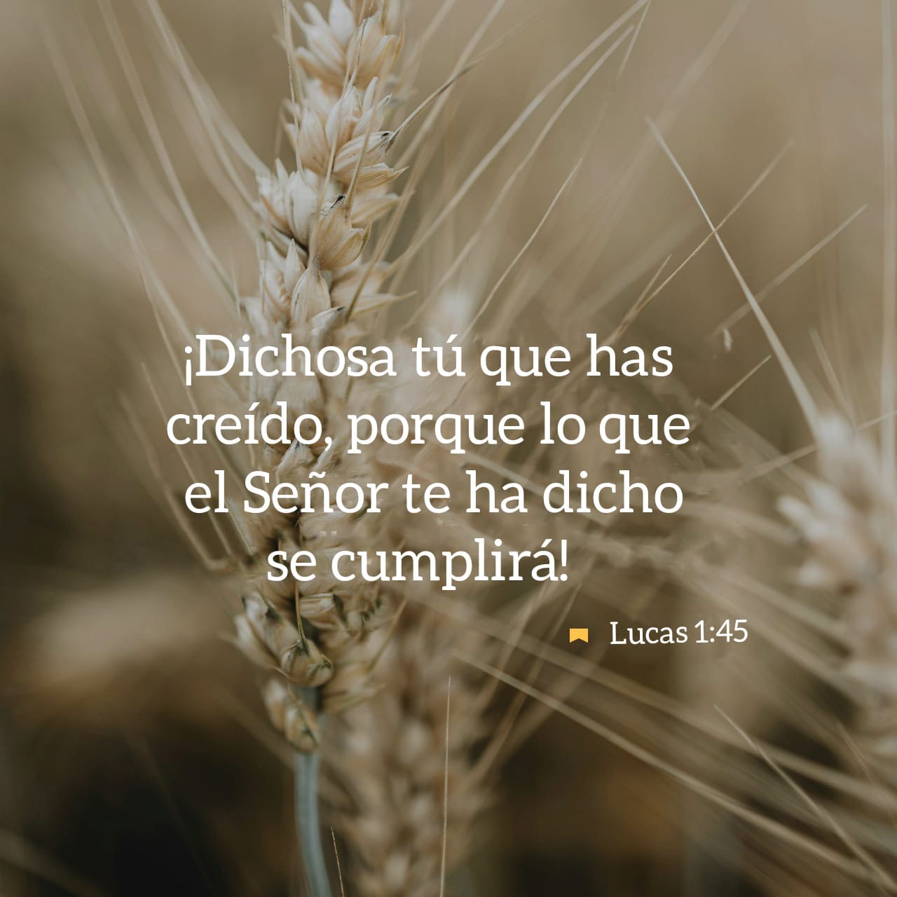Lucas 1:45-56 (NVI) - ¡Dichosa tú que has creído, porque | YouVersion