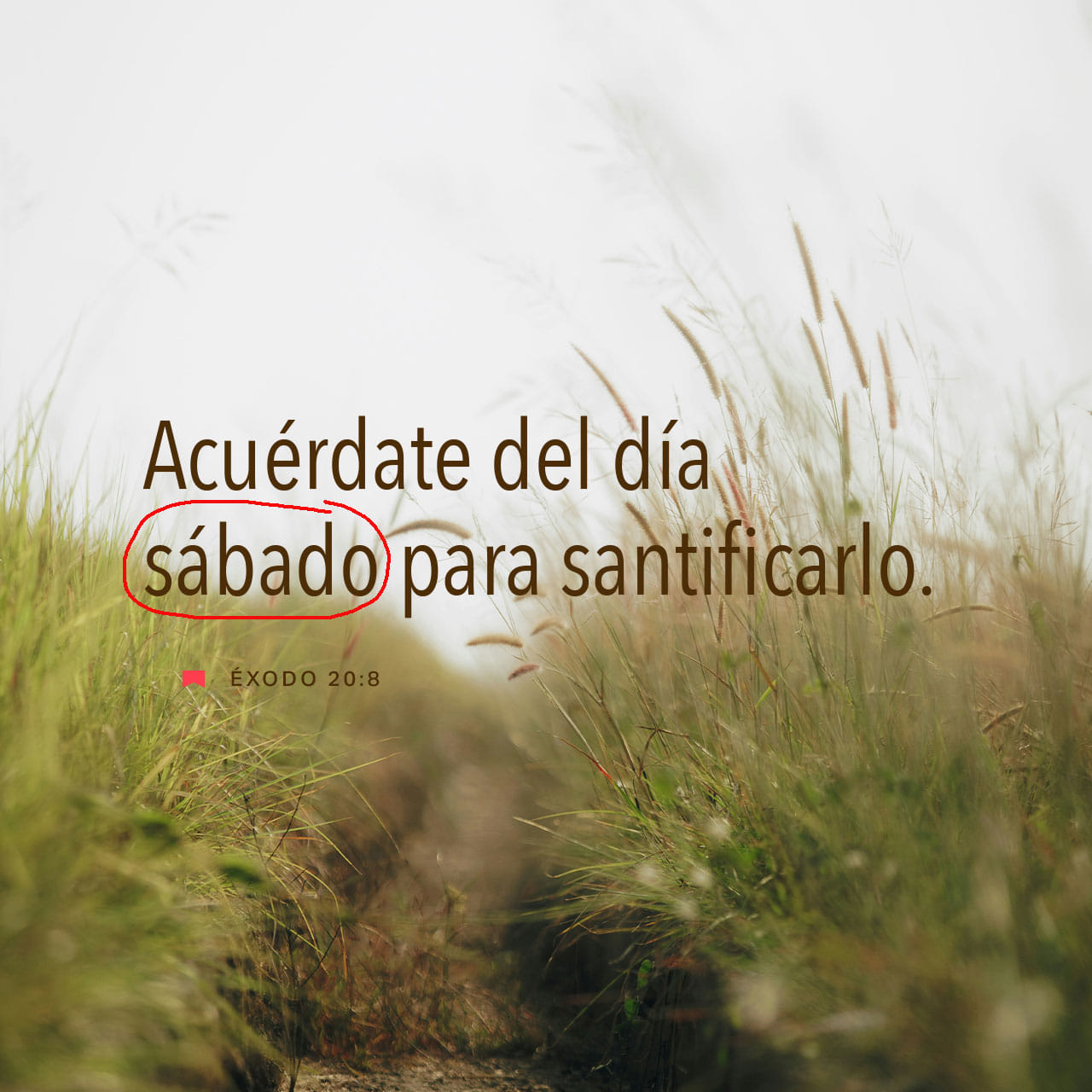 Éxodo 20:8-11 (NVI) - Acuérdate del día sábado para santi | YouVersion