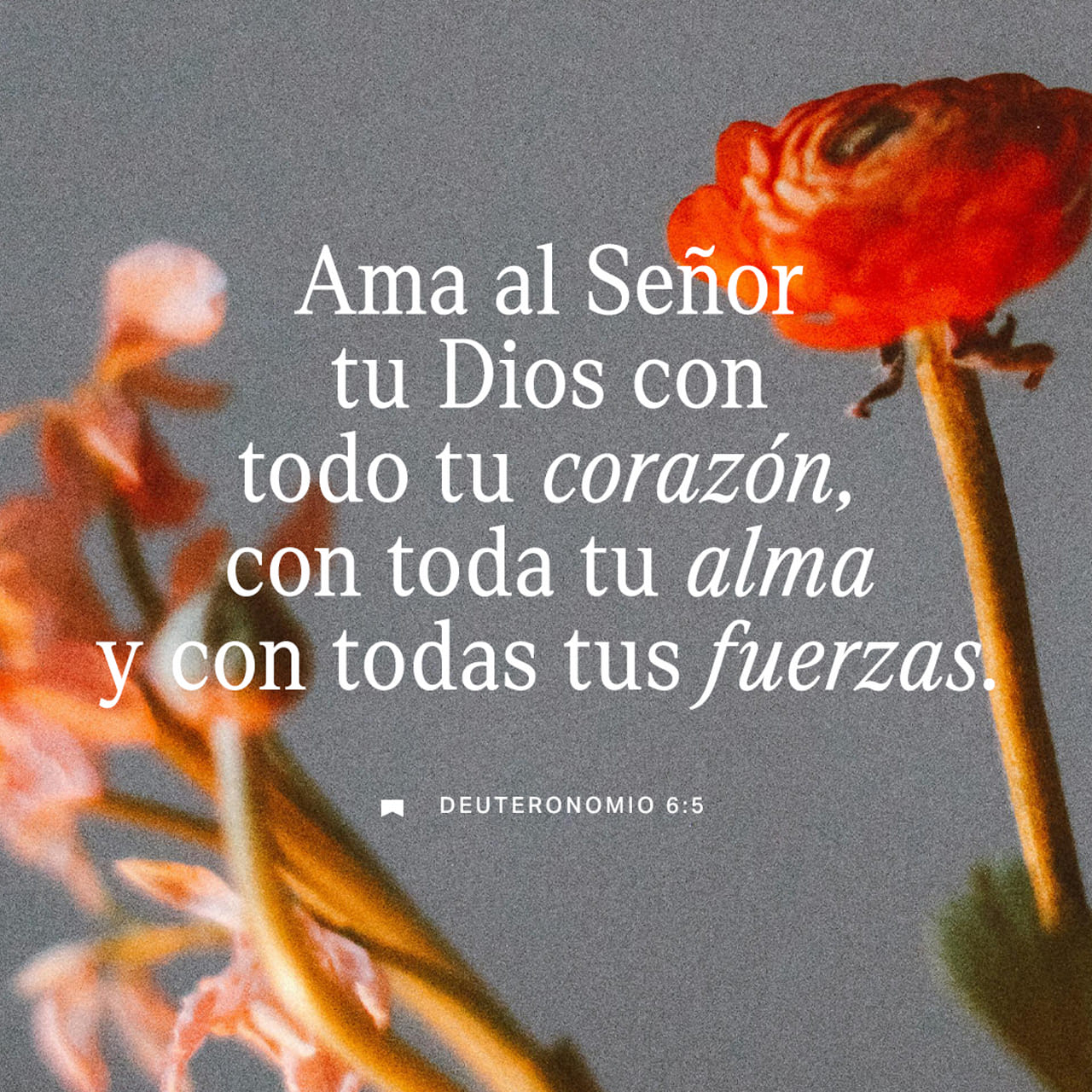Deuteronomio 6:5-6 Ama a tu Dios con todo lo que piensas, con todo lo ...