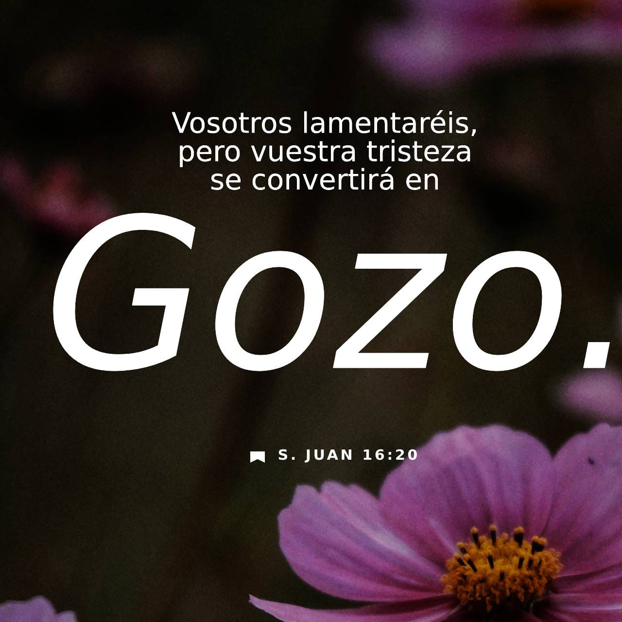 SAN JUAN 16:19-24 (RVR1960) - Jesús conoció que querían preguntar ...