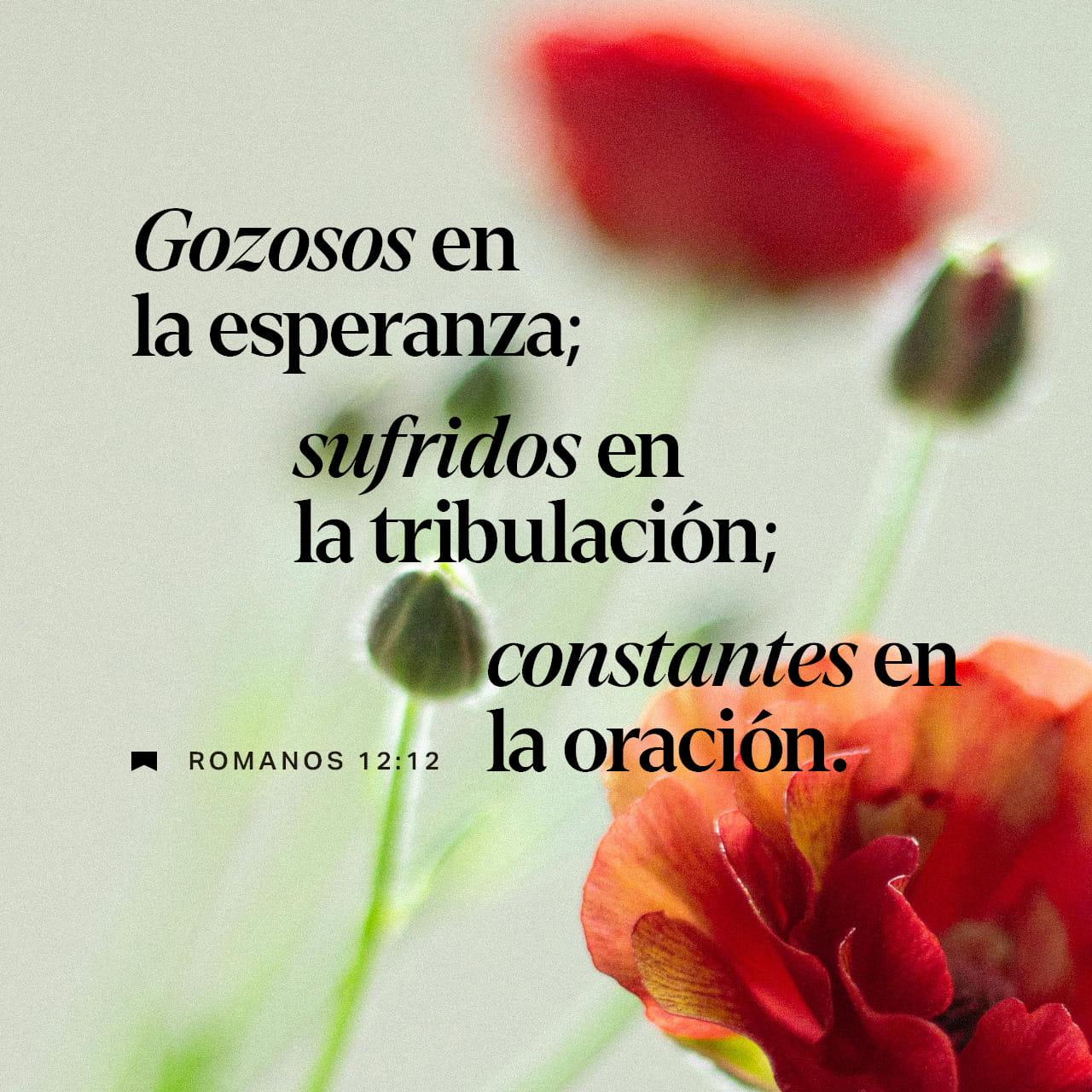 Romanos 12:12, 14-18 (NVI) - Alégrense en la esperanza, muestren ...