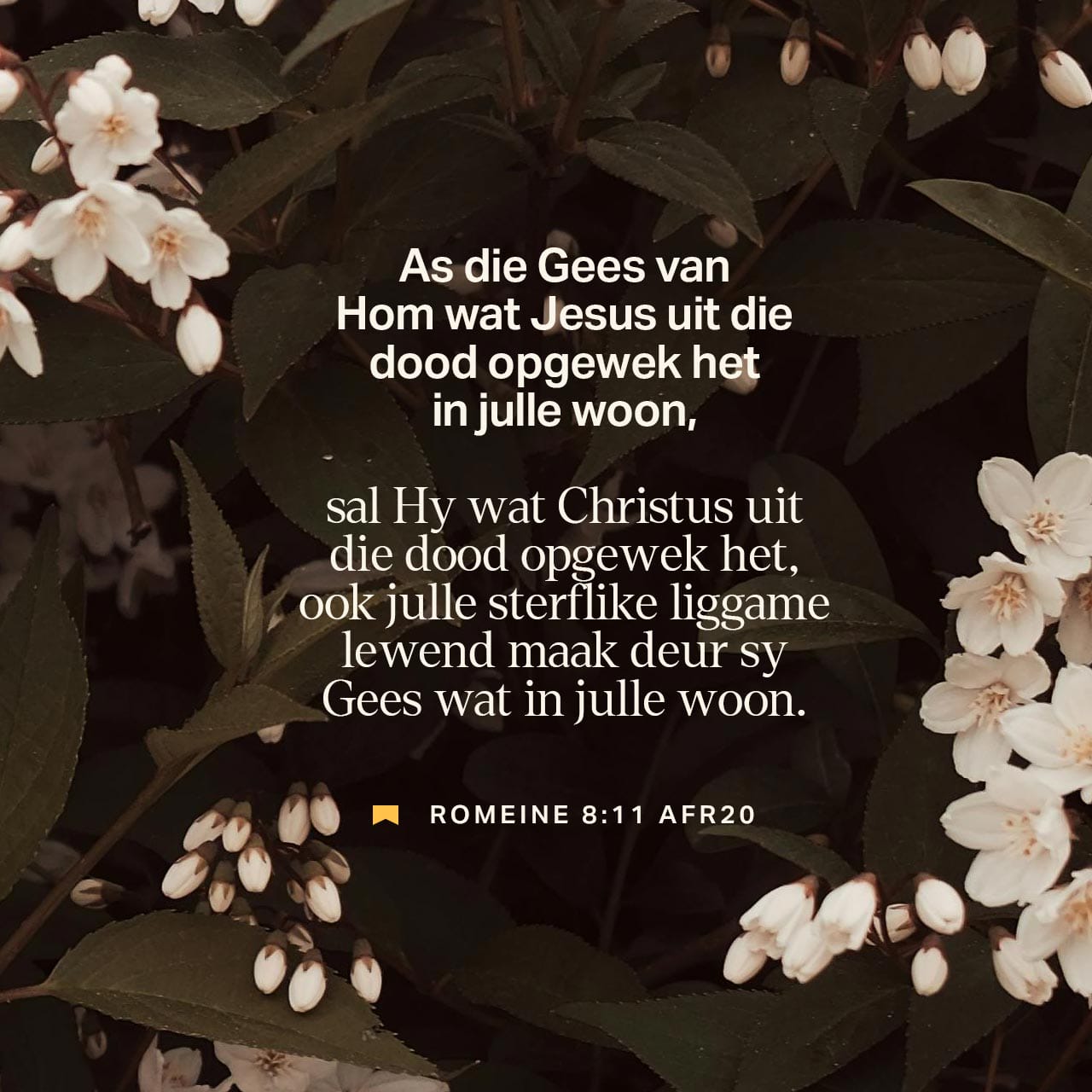 ROMEINE 8:11-39 En as die Gees van Hom wat Jesus uit die dode opgewek ...