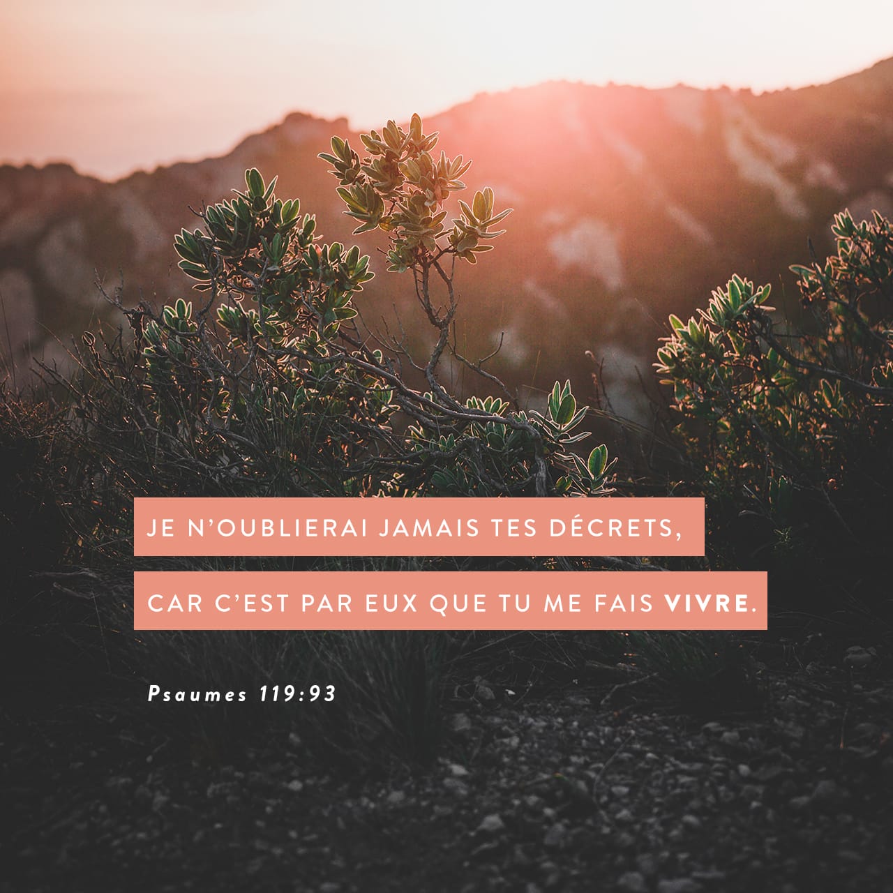 Psaume 119:93-117 Je n'oublierai jamais tes ordonnances,Car c'est par ...