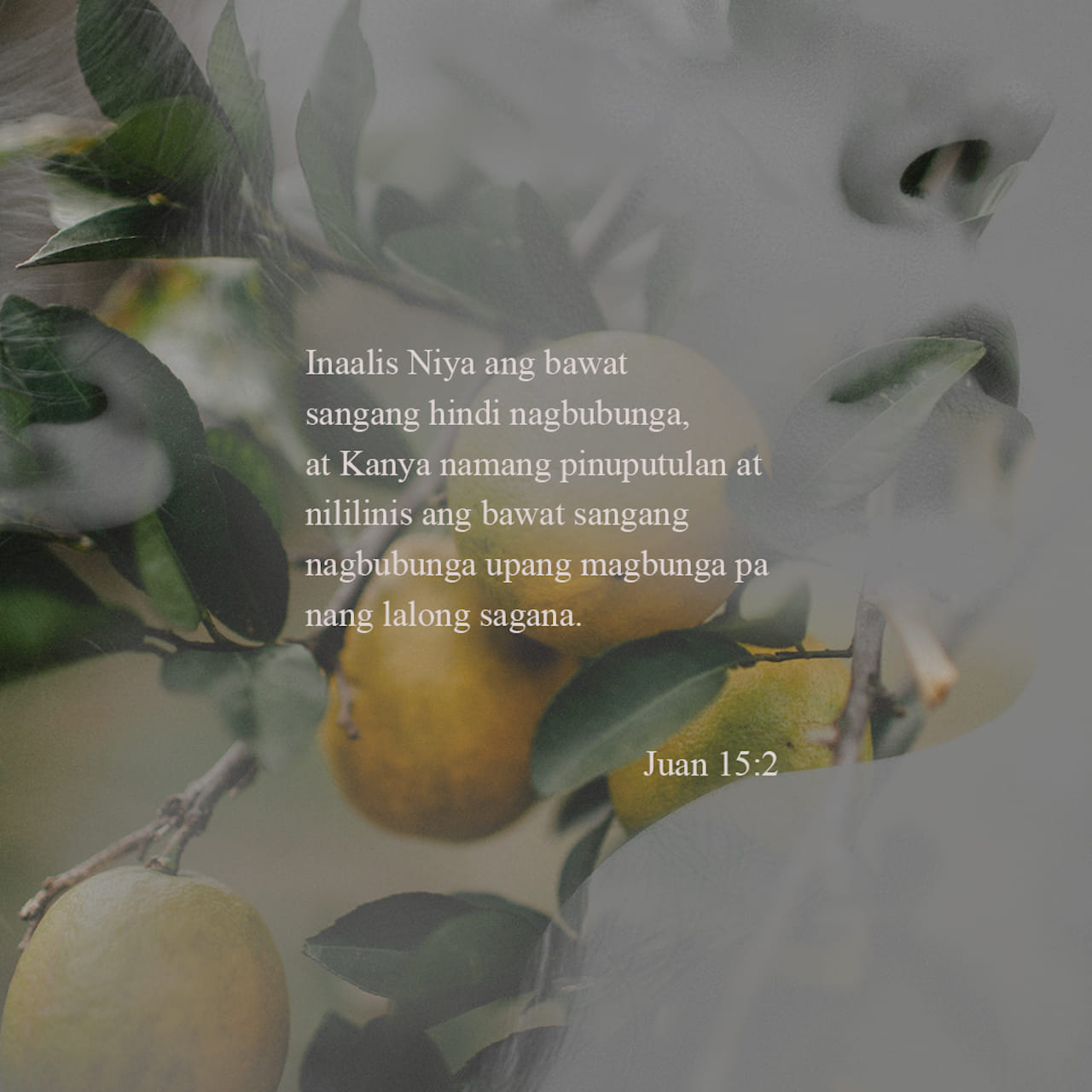 Juan 15:1-16 (MBB05) - “Ako ang tunay na puno ng ubas at a | YouVersion