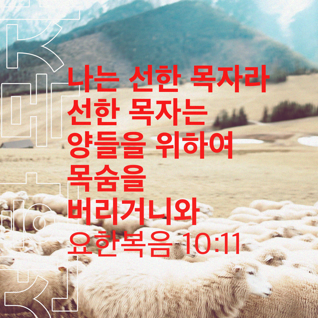 요한복음 10 11 15 나는 선한 목자라 선한 목자는 양들을 위하여 목숨을 버리거니와 삯군은 목자도 아니요 양도 제 양이