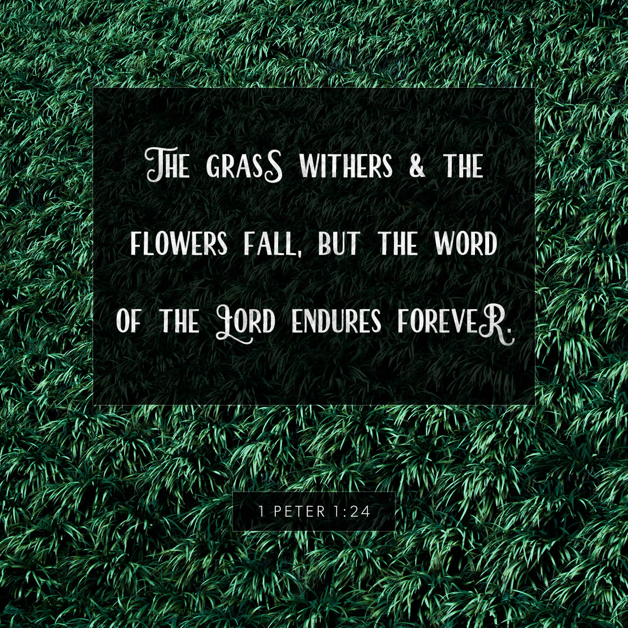 1 Peter 1:25 (NIV) - but the word of the Lord endures fo | YouVersion