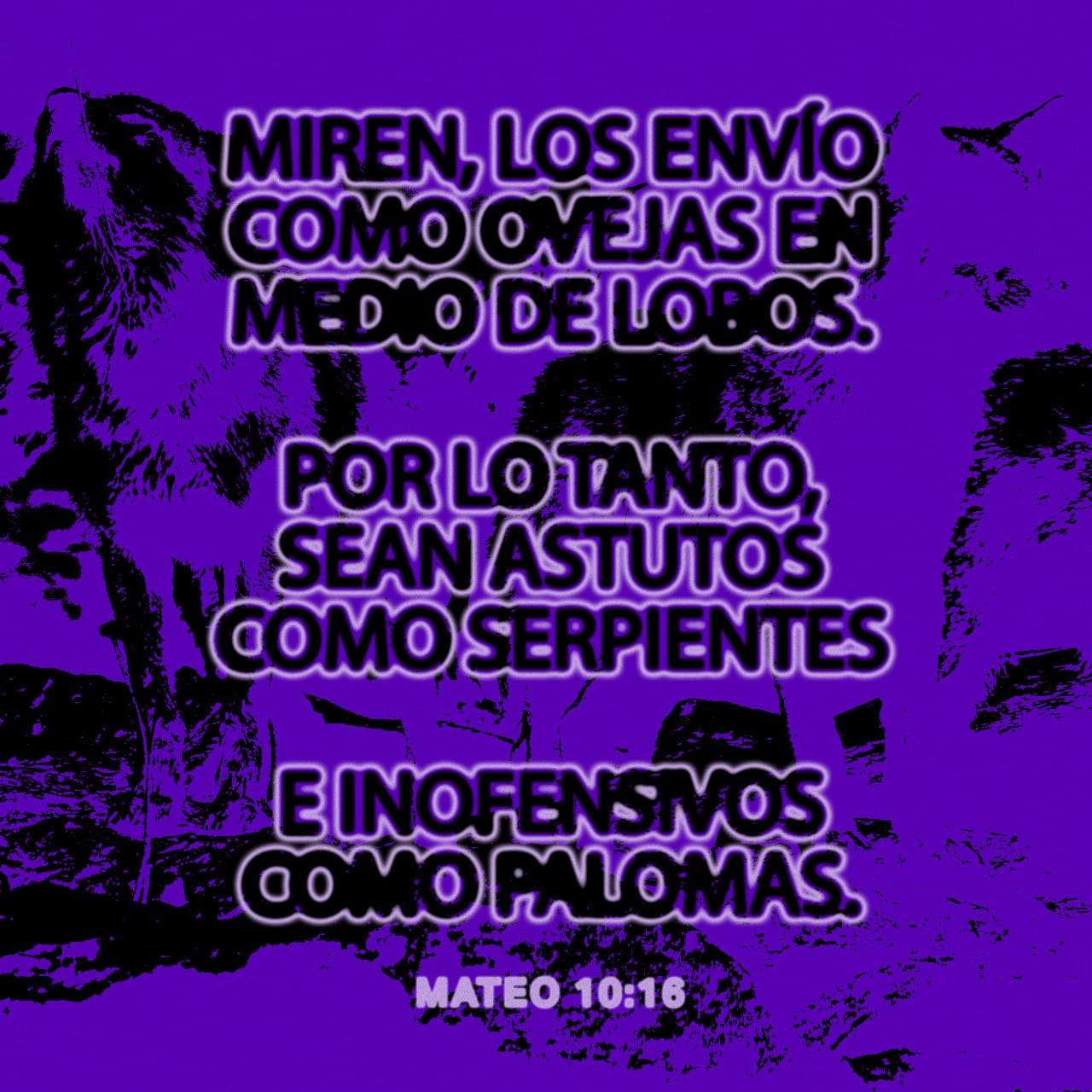 S. Mateo 10:16 He aquí, yo os envío como a ovejas en medio de lobos ...