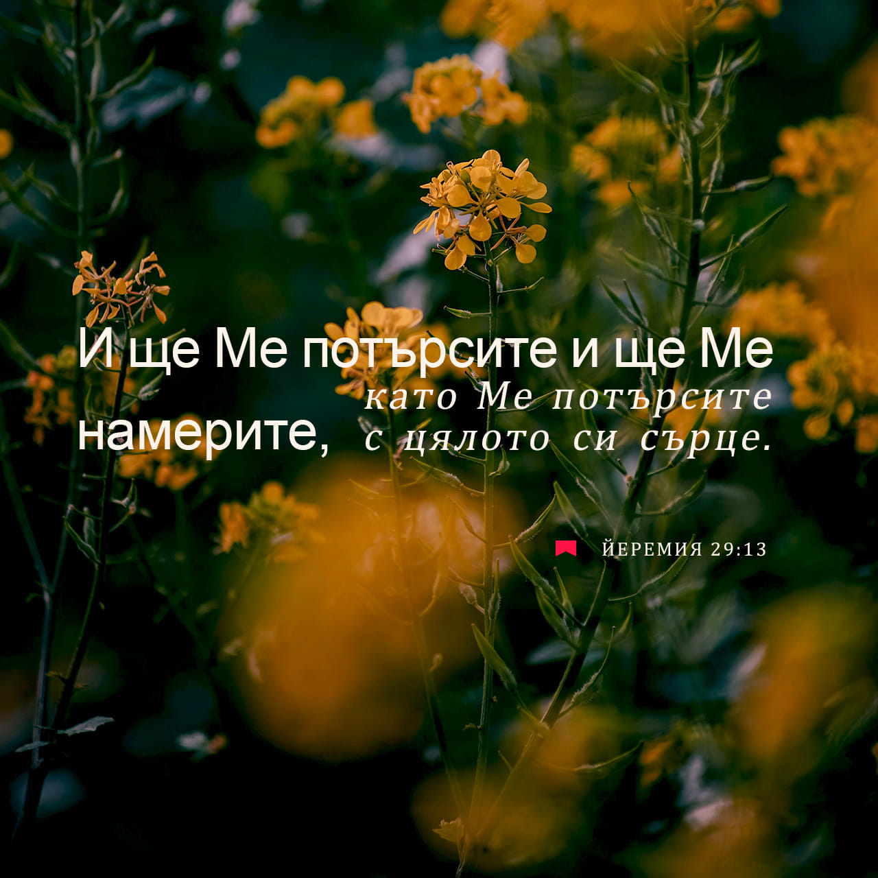 Еремия 29:13 И ще ме подирите и намерите когато ме потърсите с всичкото ...