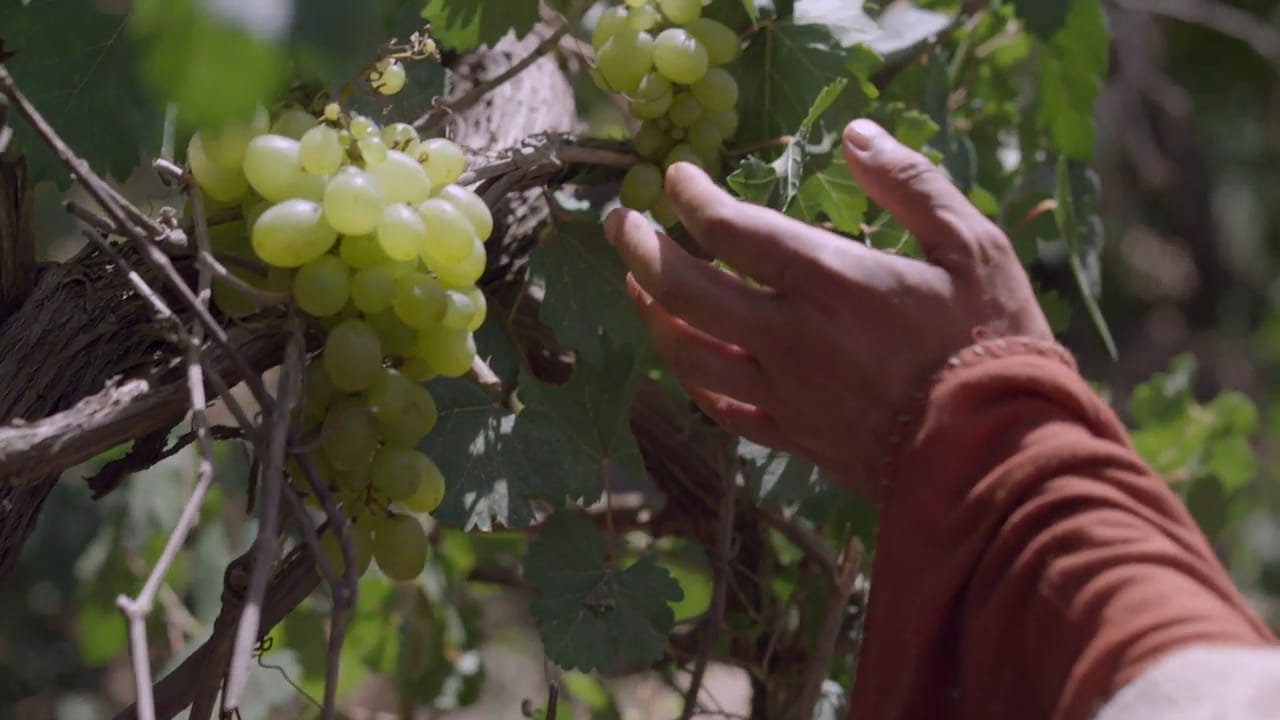The vine and the branches | Videos | YouVersion