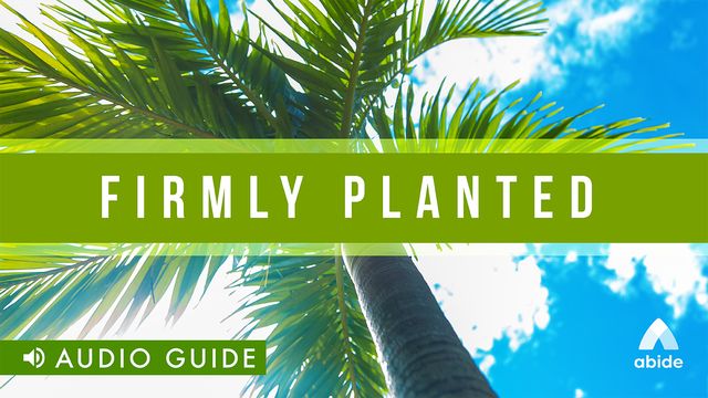 Firmly Planted | Devotional Reading Plan | YouVersion Bible