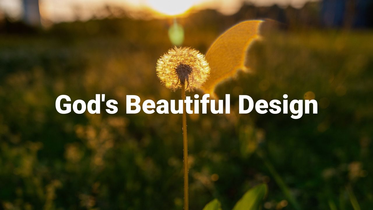 God's Beautiful Design